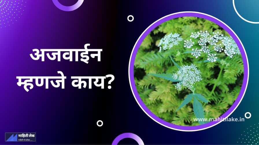 अजवाईन म्हणजे नक्की काय? | Ajwain in Marathi - MahitiLake