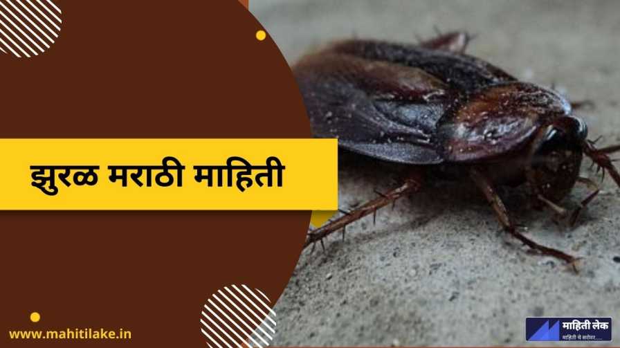 झुरळ माहिती मराठी | Zural Marathi Mahiti - MahitiLake