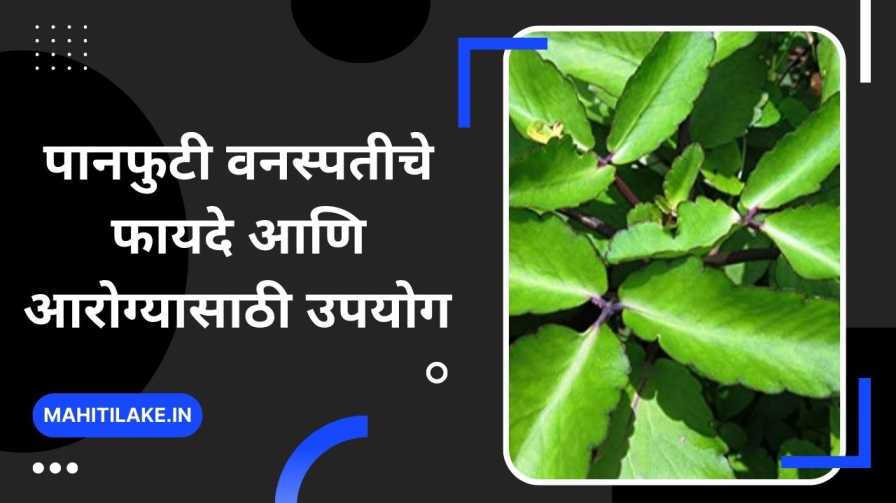 पानफुटी वनस्पतीचे फायदे | Panfuti plant benefits in marathi - MahitiLake