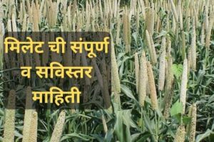 मिलेट ची संपूर्ण माहिती | Millets in marathi - MahitiLake