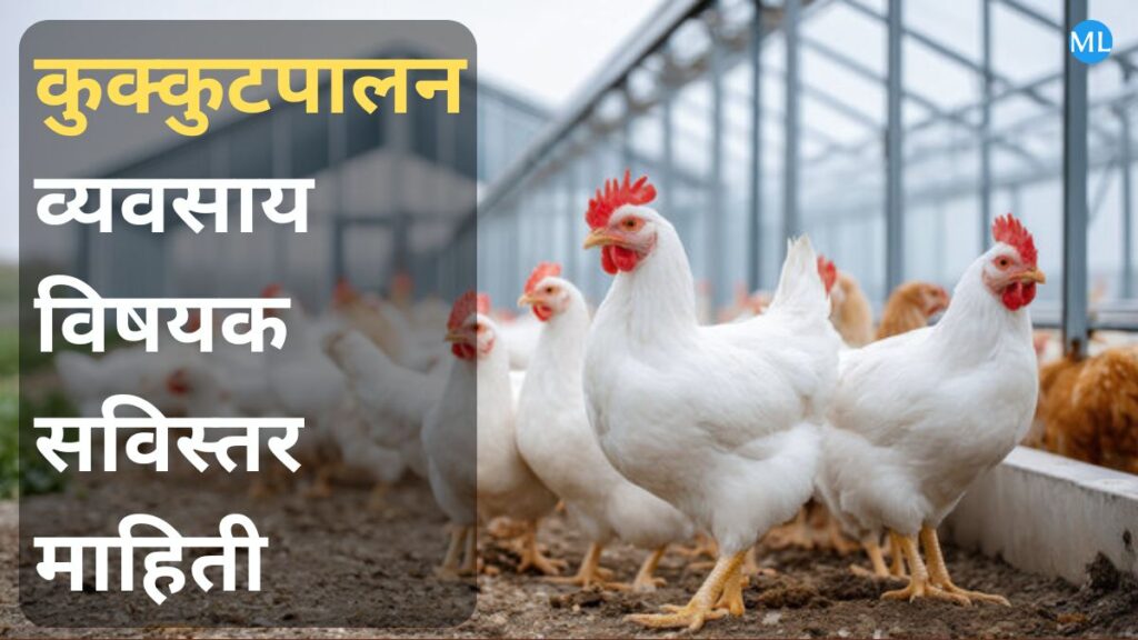 मशरूम लागवडीच्या सुरुवातीपासून ते बाजारपेठेत पोहोचेपर्यंतची संपूर्ण माहिती - MahitiLake