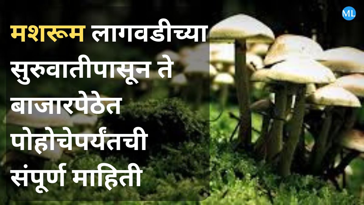 मशरूम लागवडीच्या सुरुवातीपासून ते बाजारपेठेत पोहोचेपर्यंतची संपूर्ण माहिती - MahitiLake