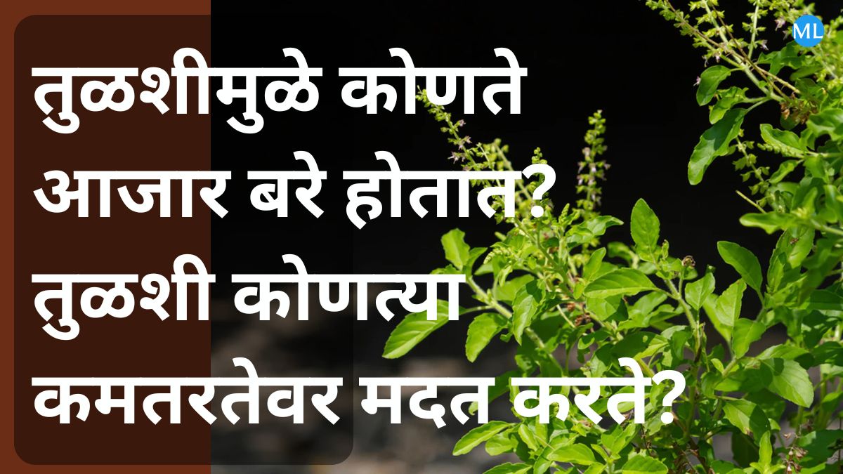 तुळशीमुळे कोणते आजार बरे होतात? तुळशी कोणत्या कमतरतेवर मदत करते? - MahitiLake